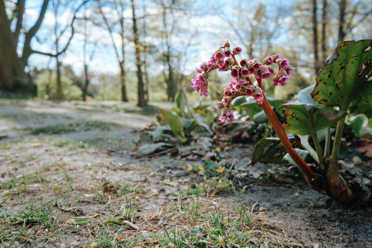 Schoenlappersplant snoeien: de juiste aanpak