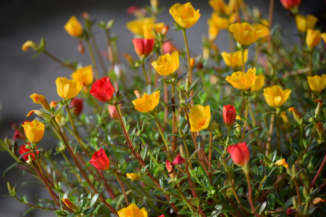 Portulaca Winterhard | Het hele jaar laten bloeien