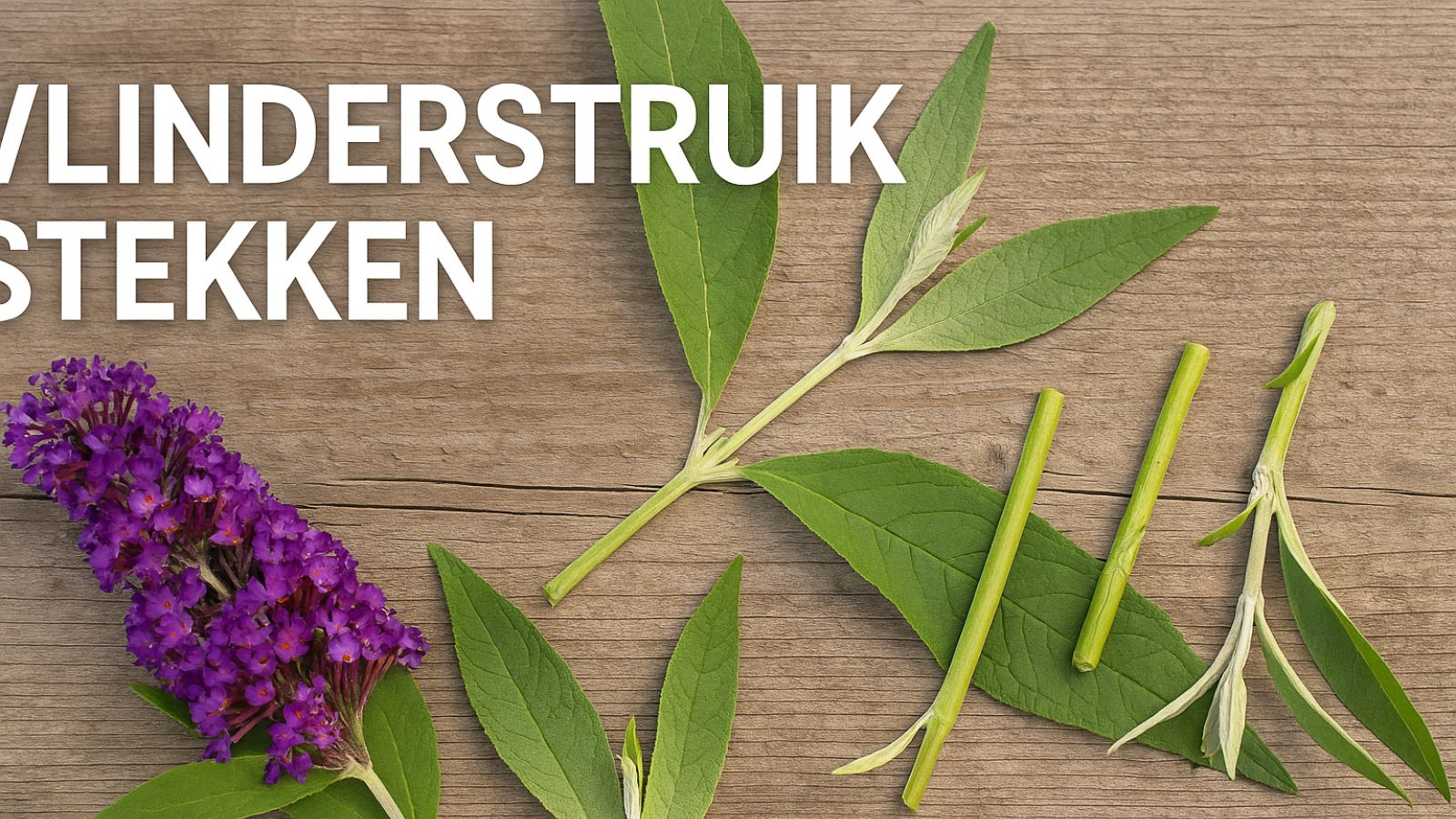 Vlinderstruik stekken: simpel en succesvol