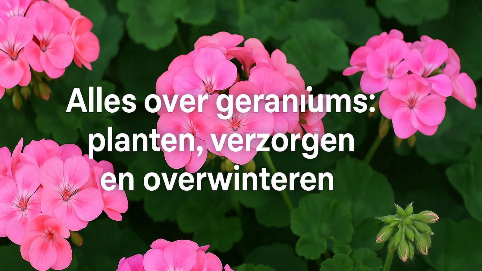 Alles over geraniums: planten, snoeien & verzorgen